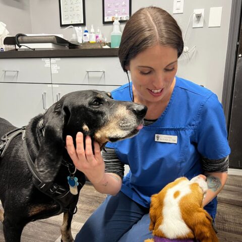 Grove City, OH 43123 Veterinary Services | Grove City Veterinary Hospital